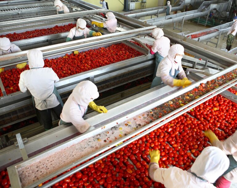 Tomato Processing lines