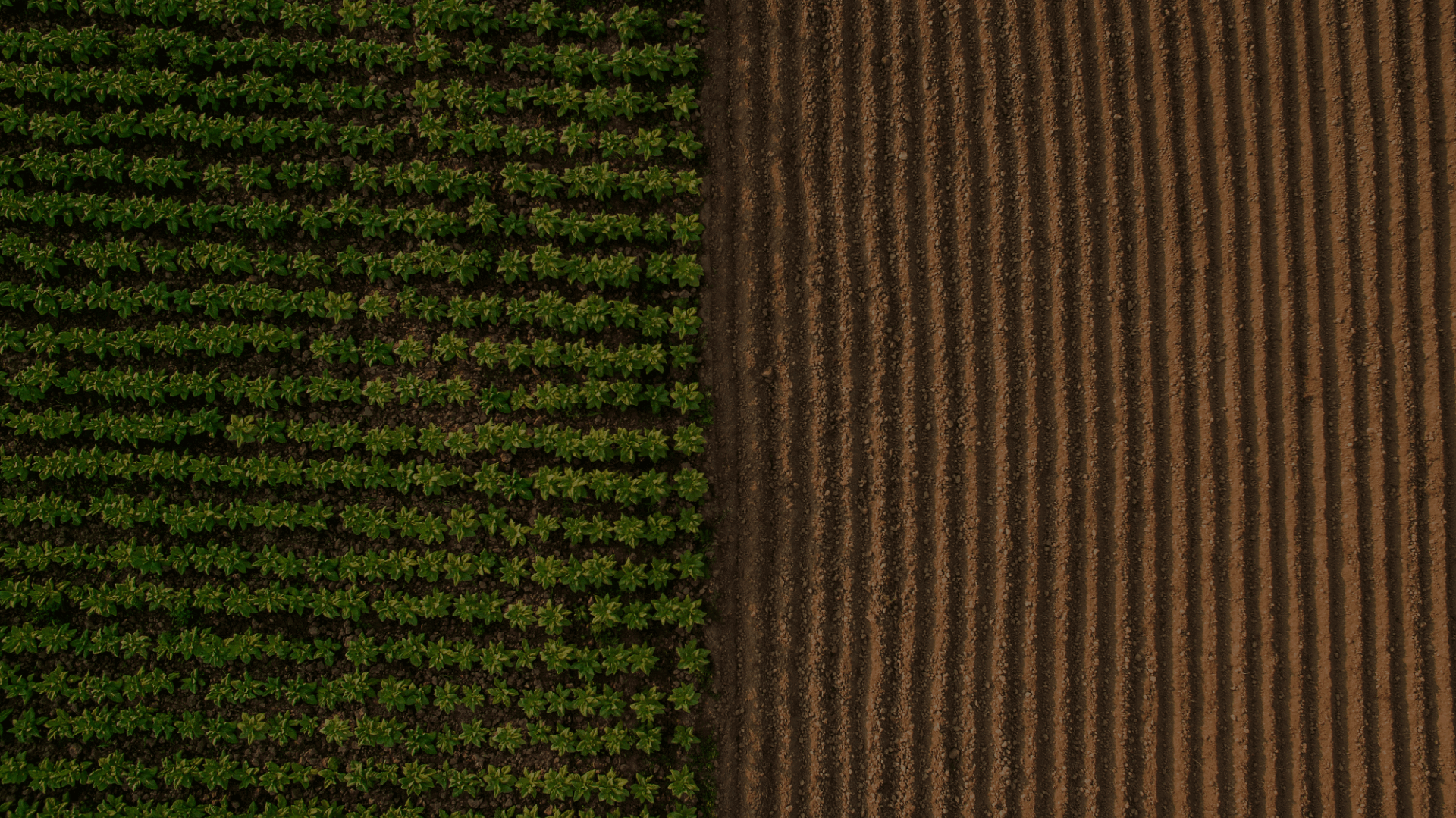 Fenco Food Machinery | Food Processing Equipment